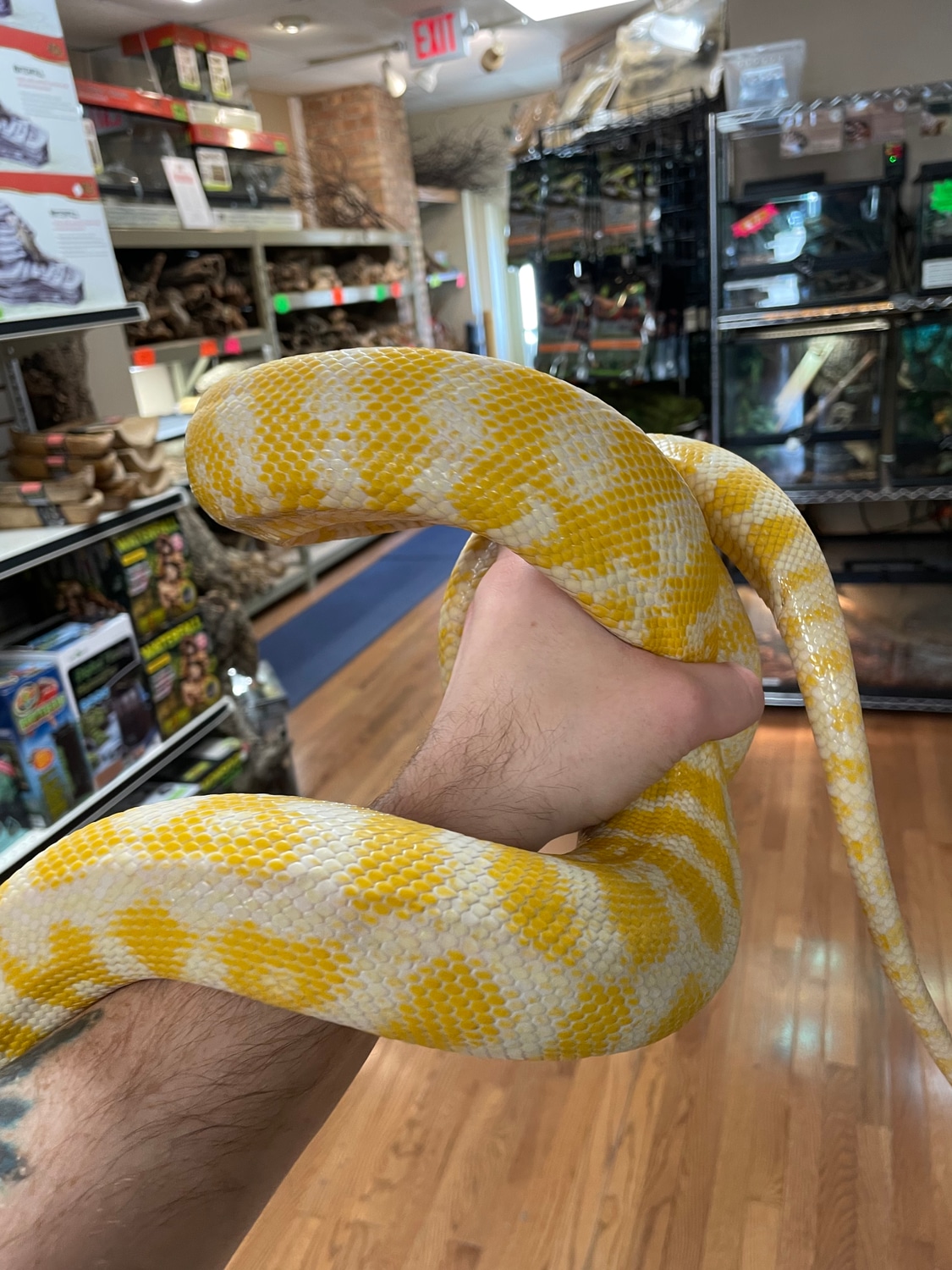 Albino Darwin Carpet Python by Animal House "Pets & Supplies" - MorphMarket