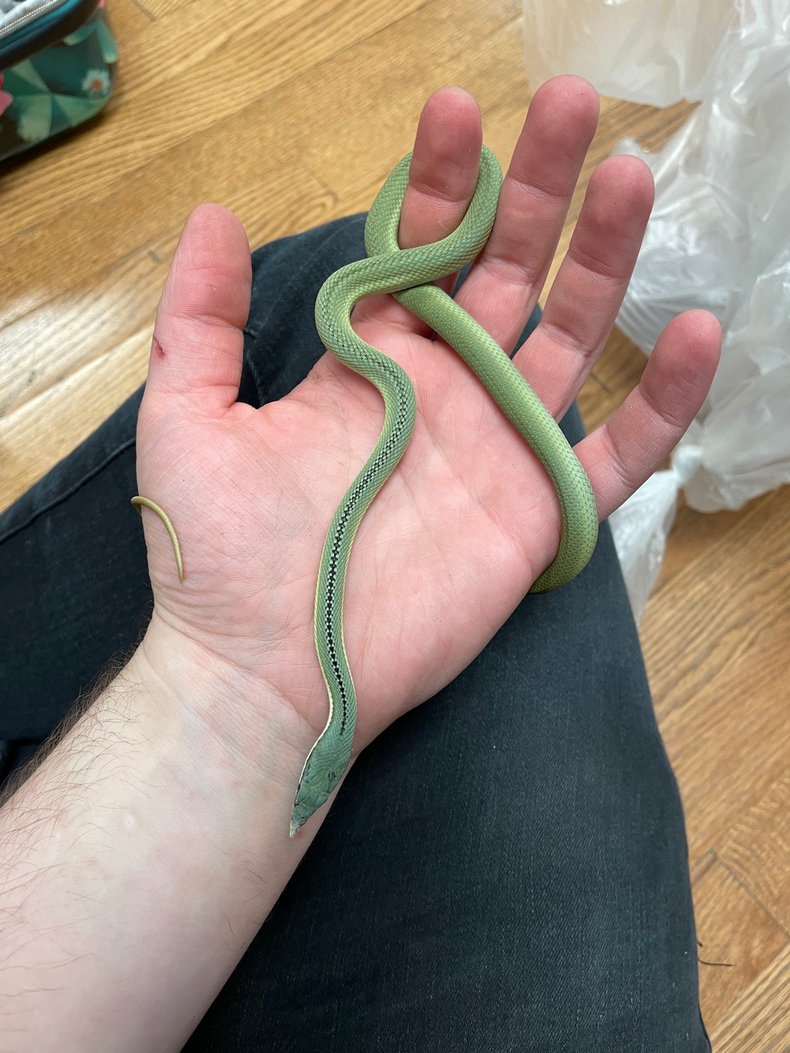 Blue Barons Racers Other Colubrid by Animal House "Pets & Supplies ...