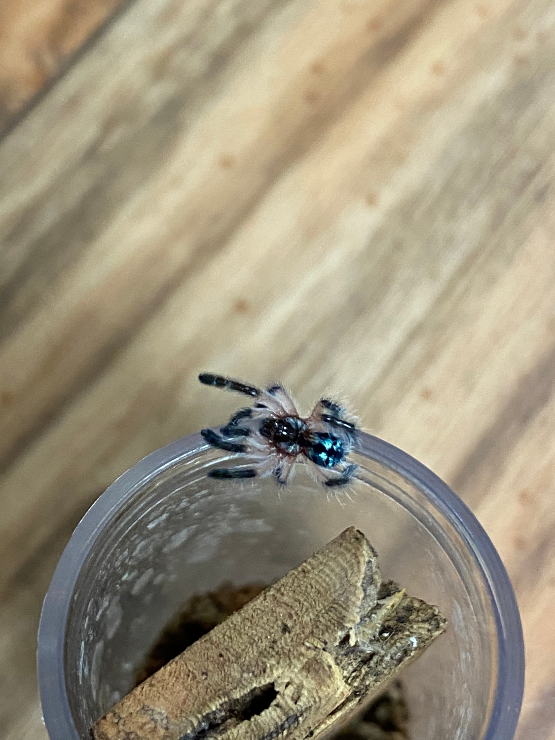 T. Seladonia - Brazilian Jewel Tarantula by Animal House "Pets ...