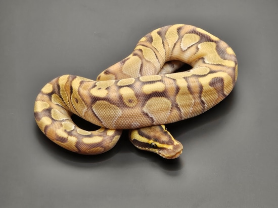 Yellow Belly, Enchi, Lesser, OD, Het. Albino Ball Python by ANB Reptiles