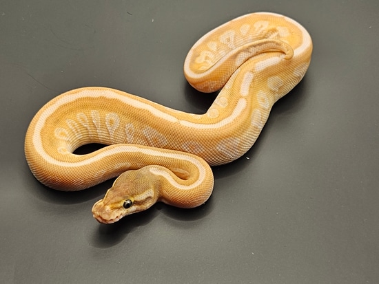 Black Pastel, Lesser, Woma, Yellow Belly, OD, Het. Albino Ball Python ...