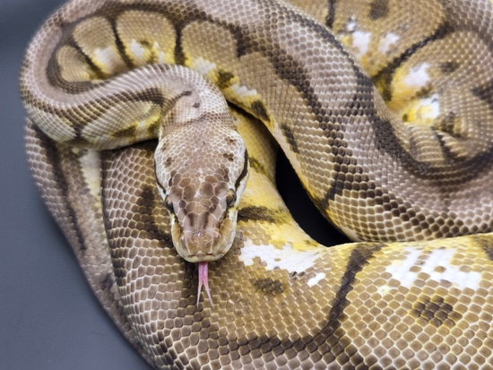 Black Widow Ball Python by ANB Reptiles