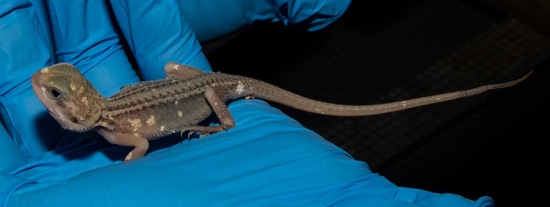 Paradox Genetic Animal Specialties Straight Stripped (GASSS) Female ...