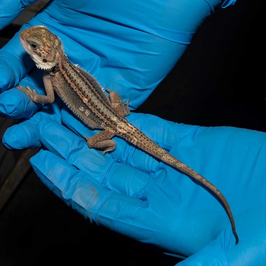 Paradox, Genetic Animal Specialties Straight Stripped (GASSS) Female ...