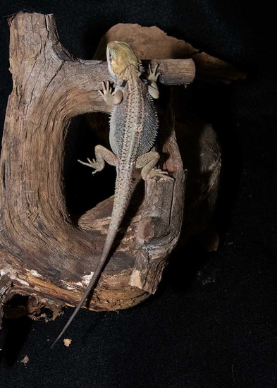 Pied Genetic Stripped Trans Bearded Dragon Central Bearded Dragon by ...