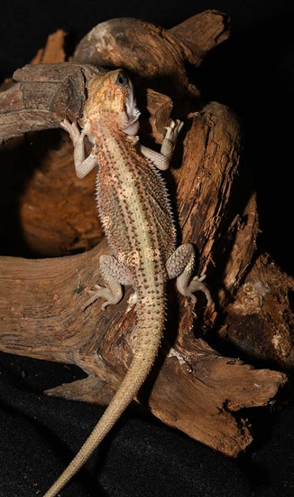 Pied Genetic Stripped Trans Bearded Dragon Central Bearded Dragon by ...