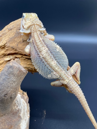 Pied Genetic Stripe Trans Central Bearded Dragon by Animal Specialties Inc.