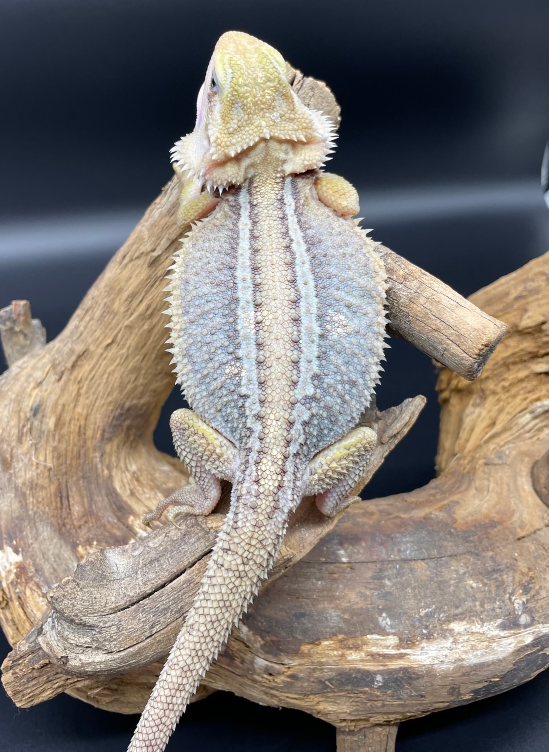 Pied Genetic Stripe Trans Central Bearded Dragon by Animal Specialties ...