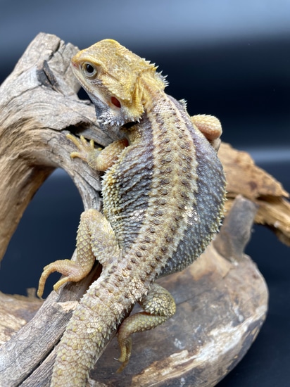 Pied Genetic Stripe Trans Central Bearded Dragon by Animal Specialties Inc.