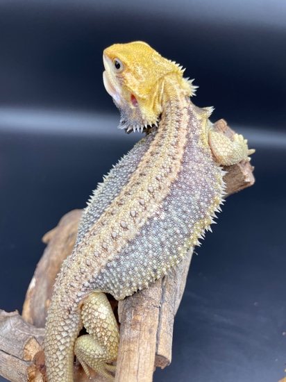 Pied Genetic Stripe Trans Central Bearded Dragon by Animal Specialties Inc.