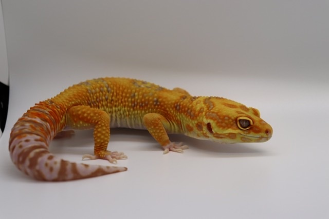 Firewater Leopard Gecko by DVM Geckos. - MorphMarket