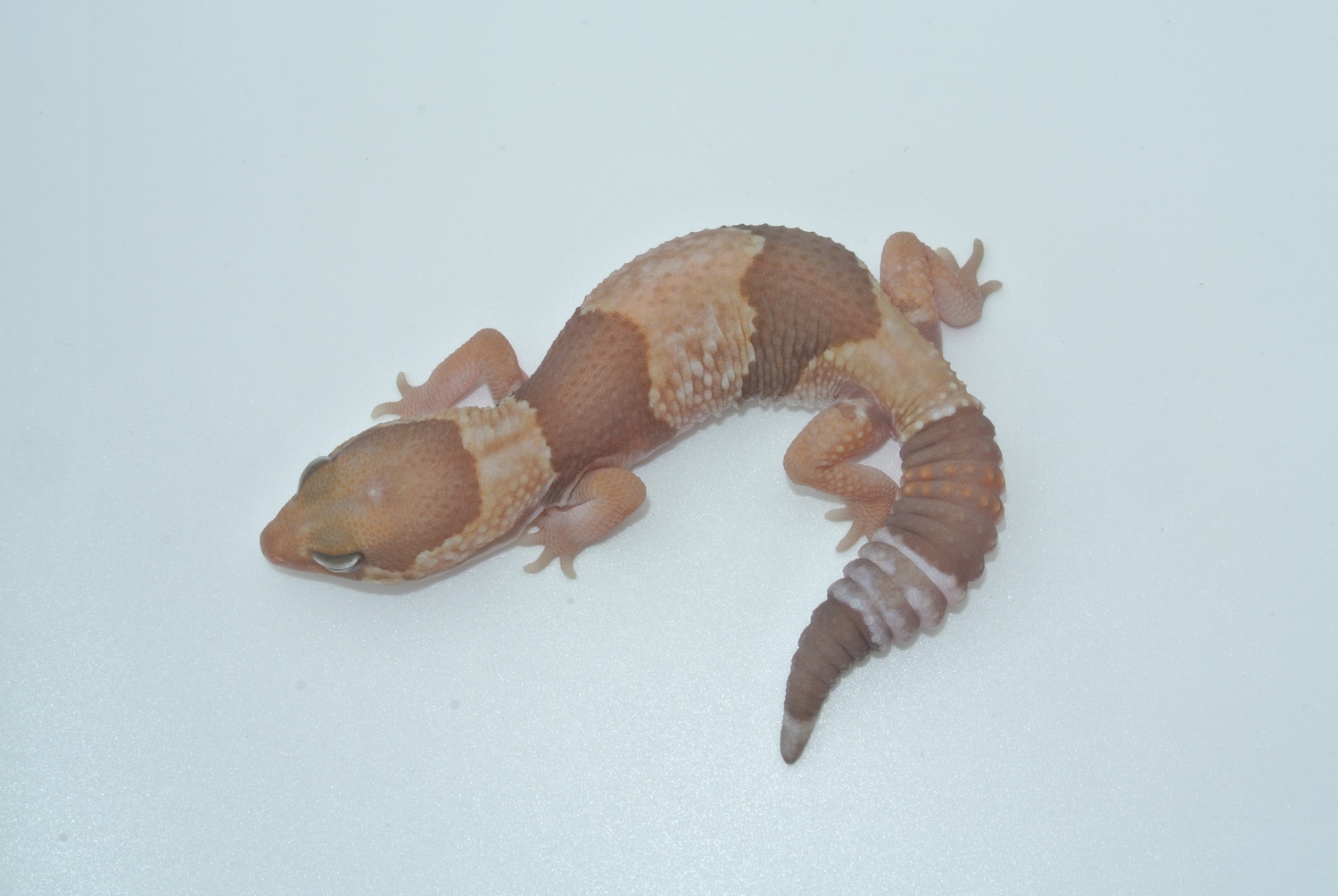 Caramel Het Oreo African Fat-Tailed Gecko by DVM Geckos. - MorphMarket