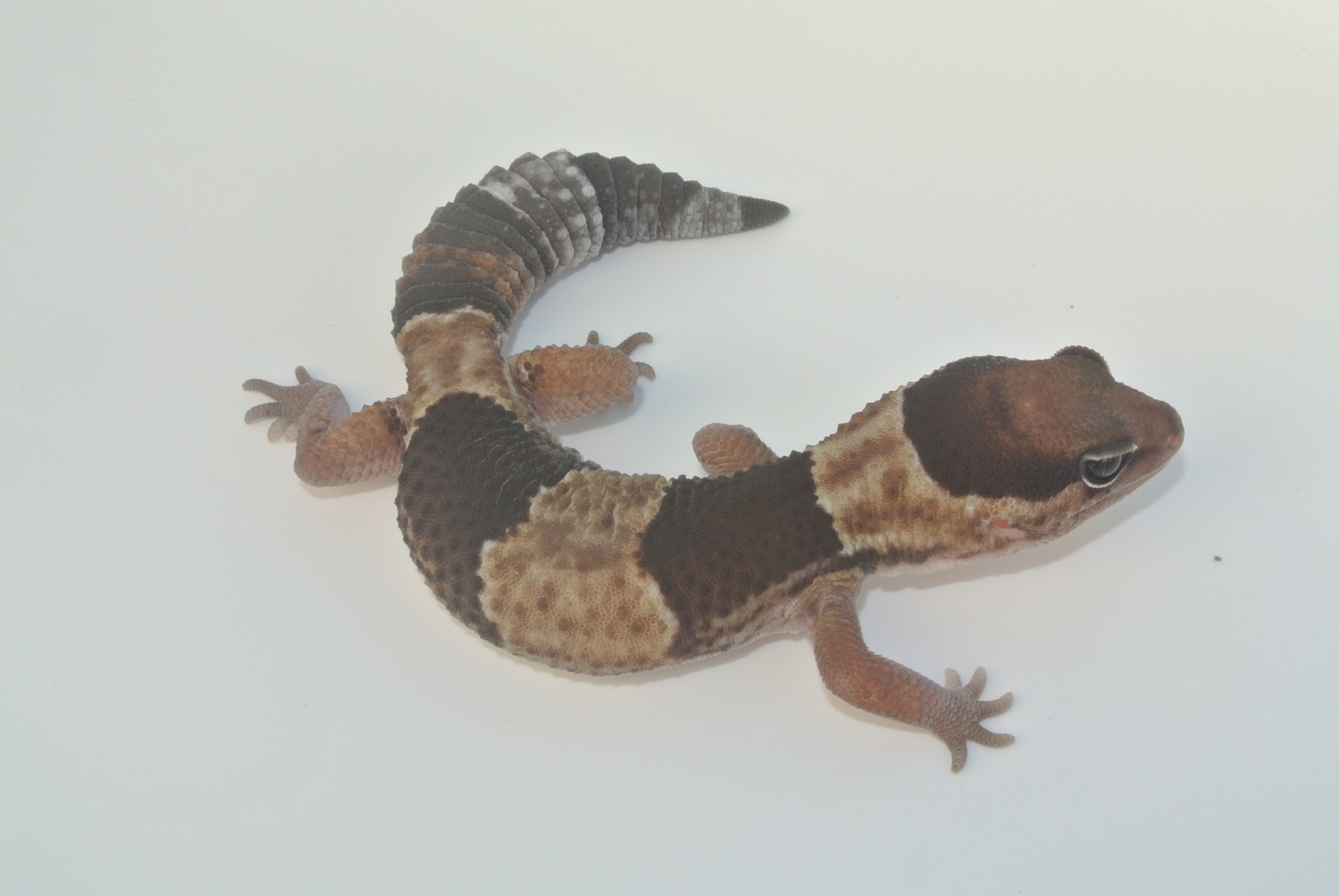 Normal Het Oreo/Caramel African Fat-Tailed Gecko by DVM Geckos ...