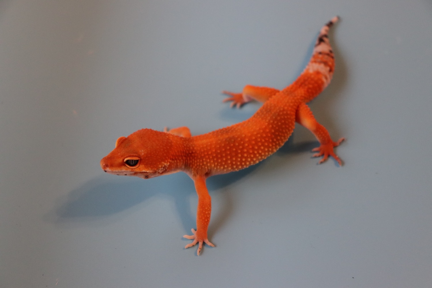 Mandarin Tangerine Leopard Gecko by DVM Geckos. - MorphMarket