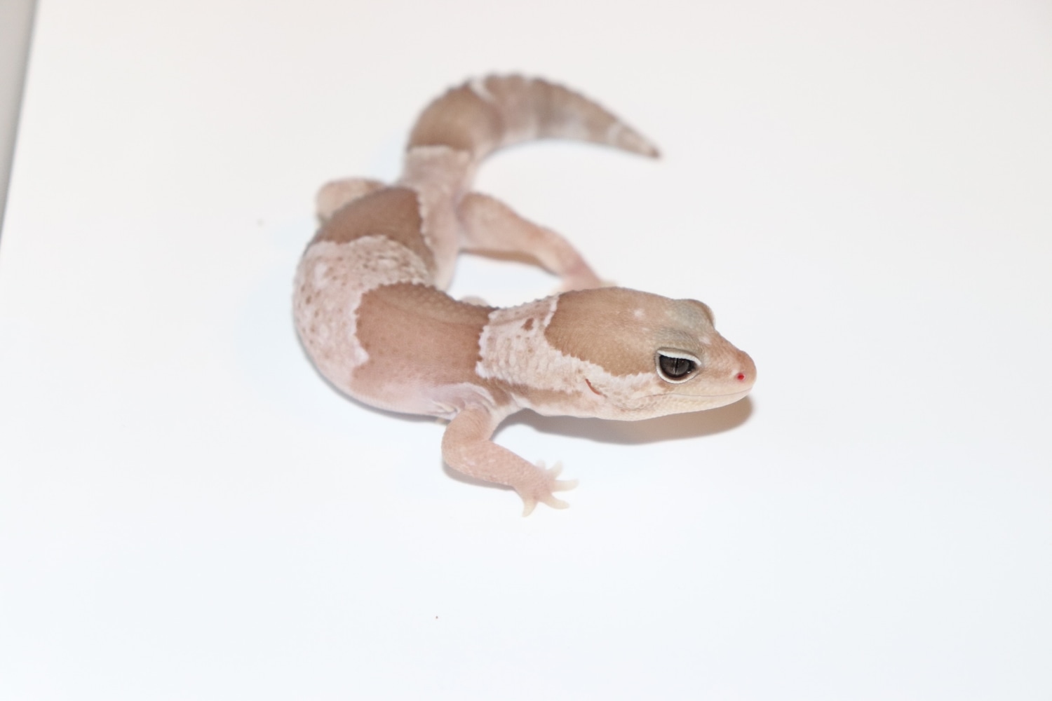 Caramel Oreo African Fat-Tailed Gecko by DVM Geckos. - MorphMarket