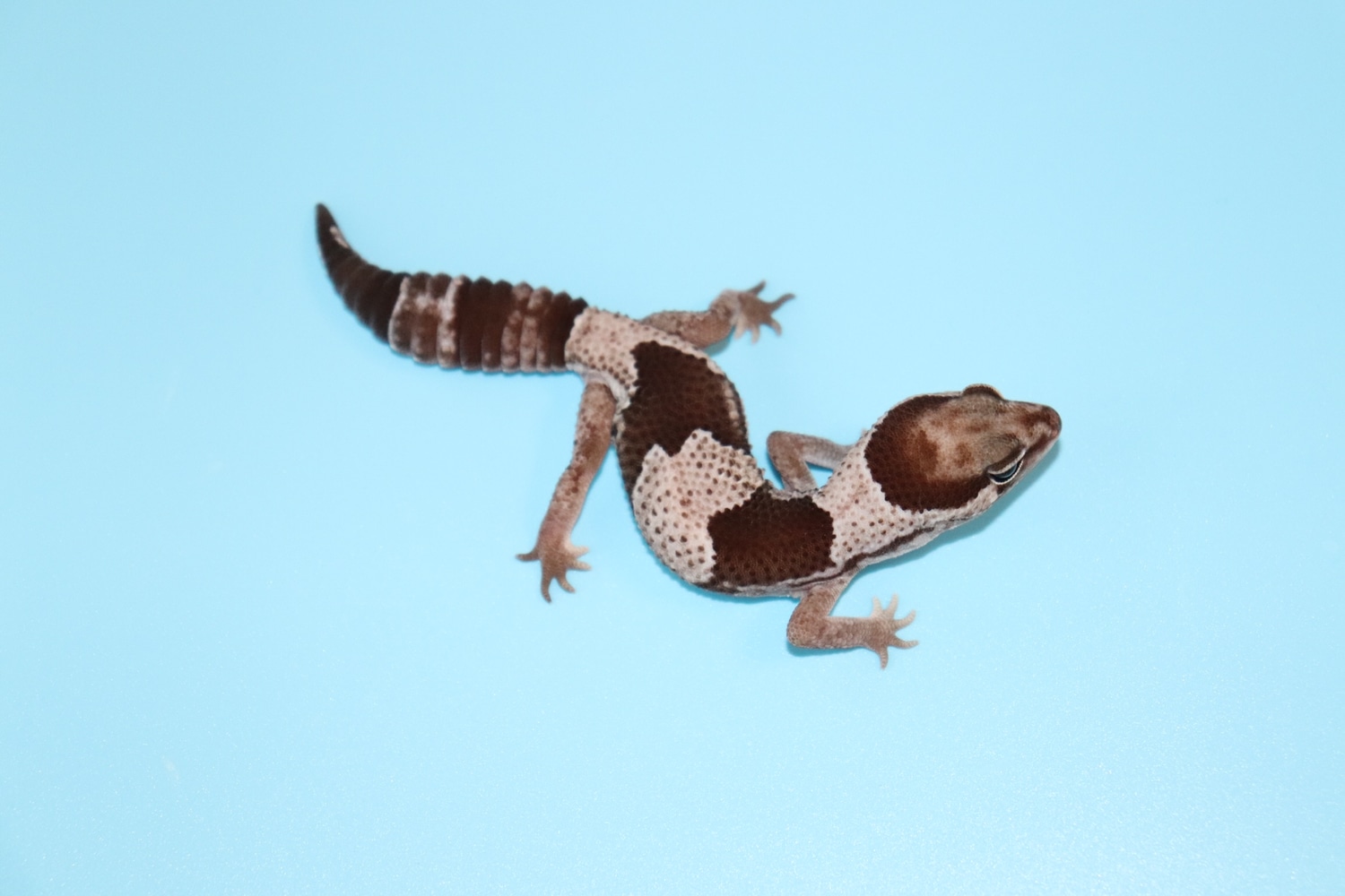 Oreo PH Patty African Fat-Tailed Gecko by DVM Geckos. - MorphMarket