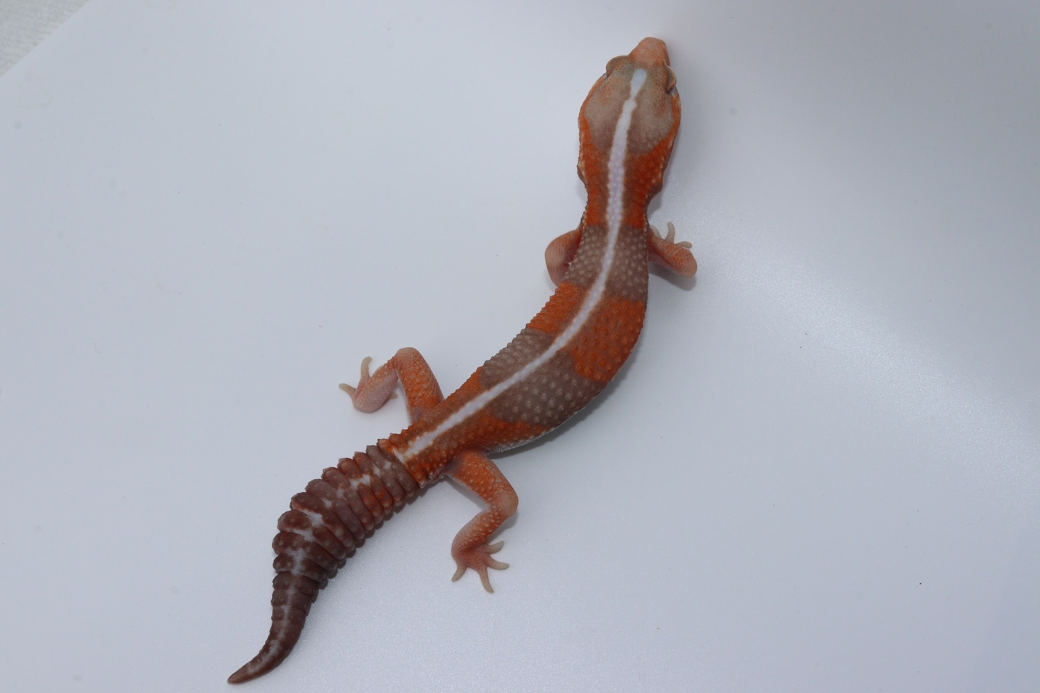 Tangerine Amel Striped African Fat-Tailed Gecko by DVM Geckos ...