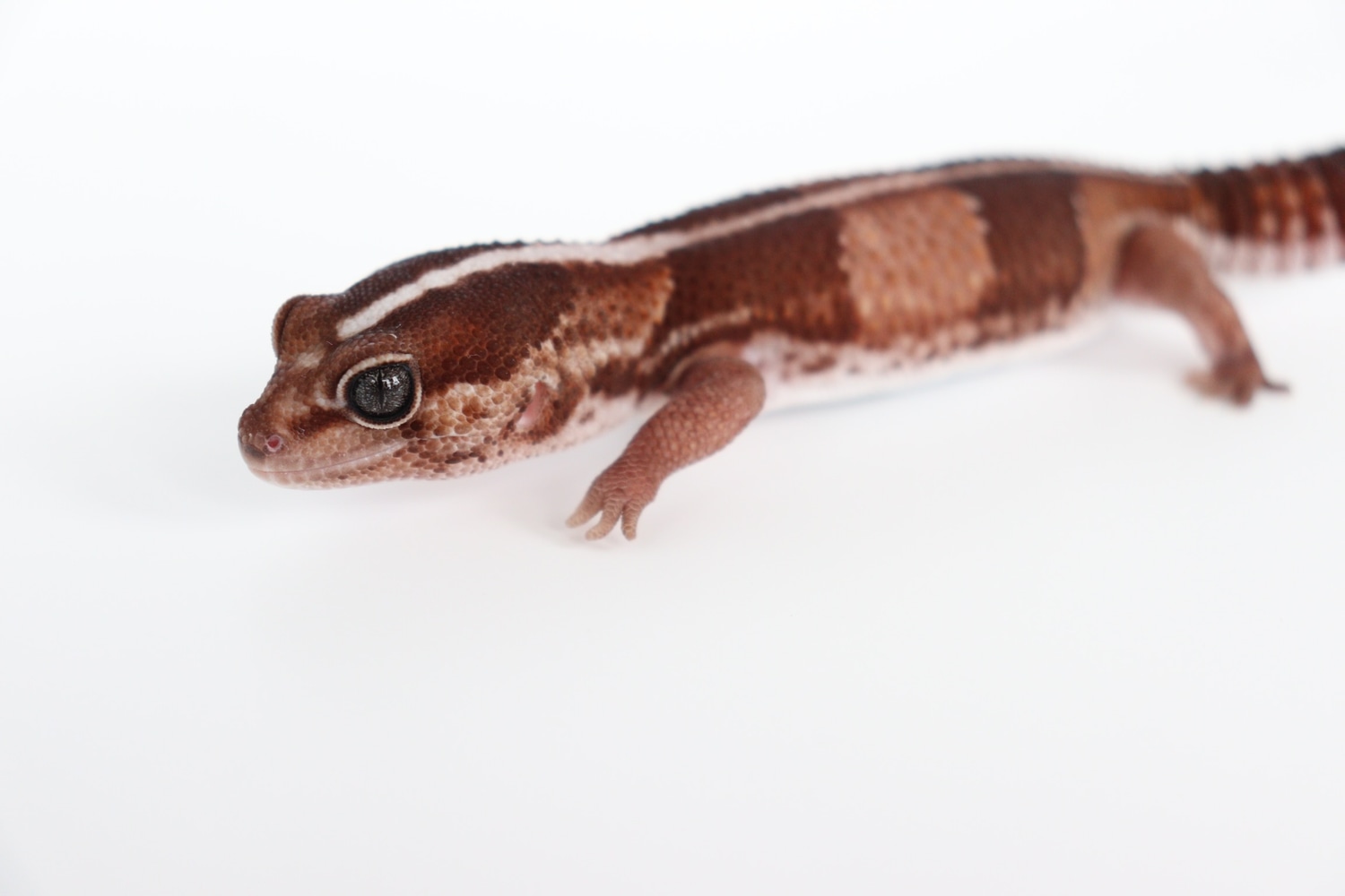 Normal Striped Het Caramel African Fat-Tailed Gecko by DVM Geckos ...