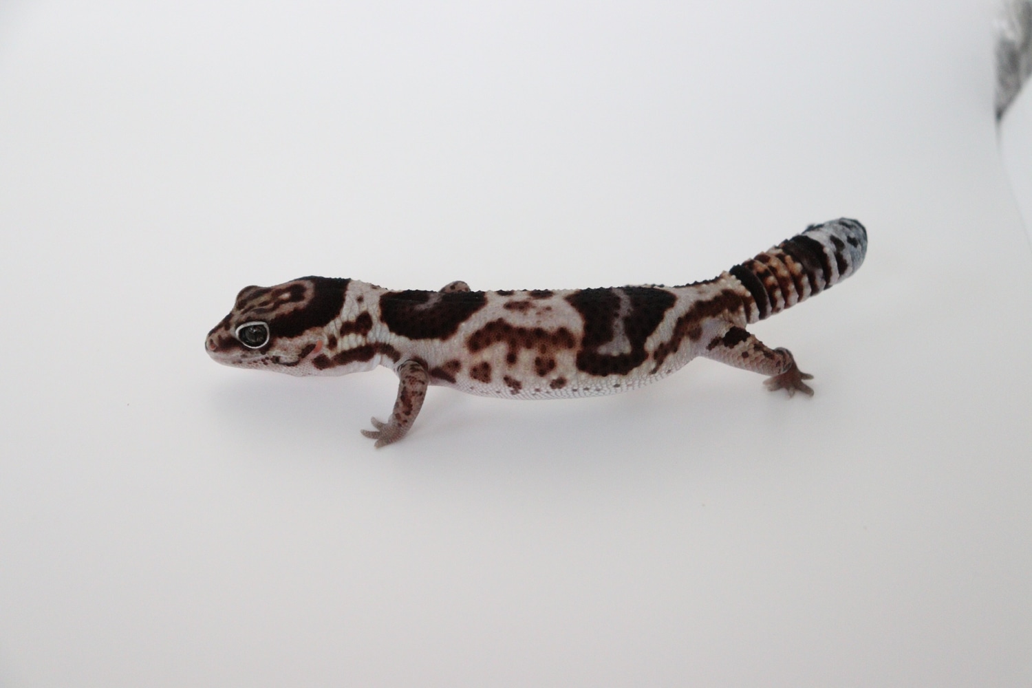 White Out Het Oreo/Caramel African Fat-Tailed Gecko by DVM Geckos ...