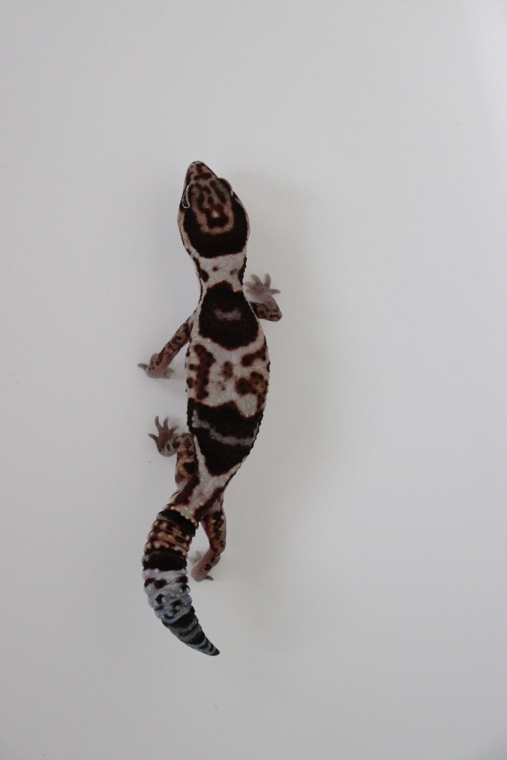 White Out Het Oreo/Caramel African Fat-Tailed Gecko by DVM Geckos ...