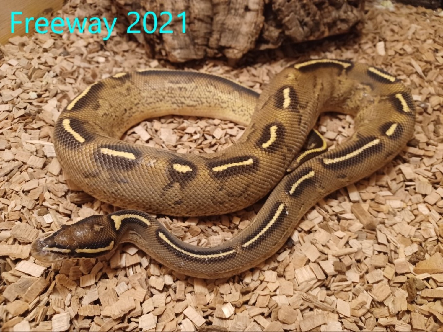 1.0 Freeway 21 Ball Python by Heaven-Reptiles - MorphMarket
