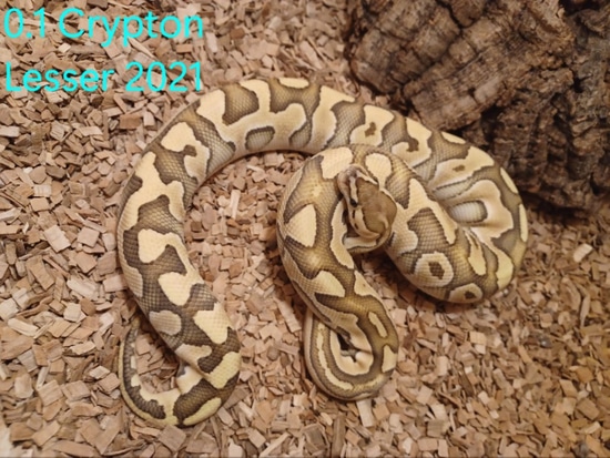 0.1 Crypton Lesser 21 Ball Python by Heaven-Reptiles