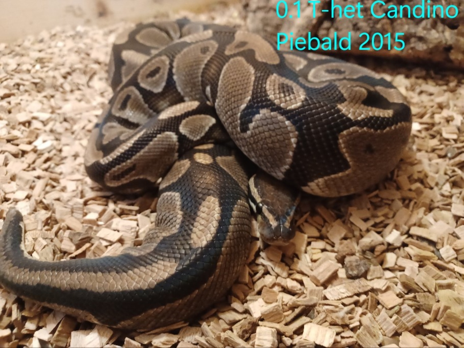 0.1 + 1.0 Double Het Candy Piebald 15 Only As Pair Ball Python by ...