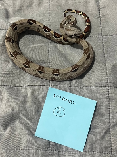 Normal Boa Male Boa Constrictor by NAMI reptiles
