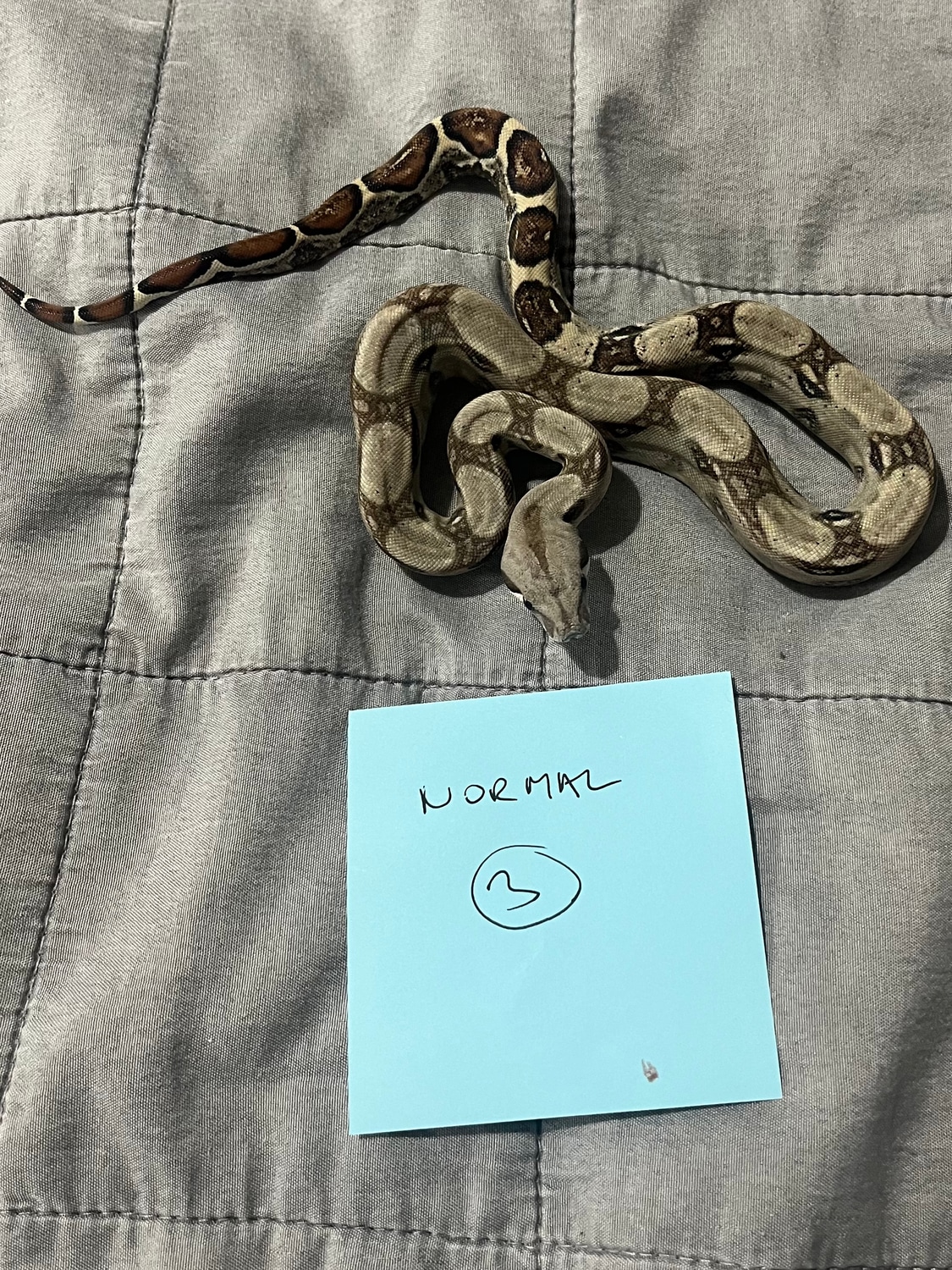 Normal Boa Male Boa Constrictor by NAMI reptiles - MorphMarket