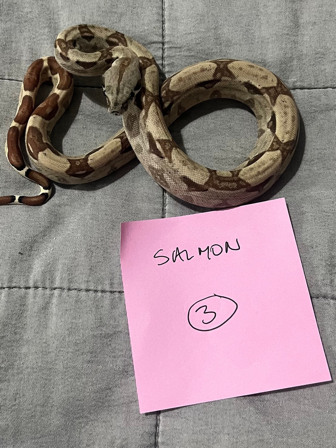 Salmon Hypo Boa Male Boa Constrictor by NAMI reptiles - MorphMarket