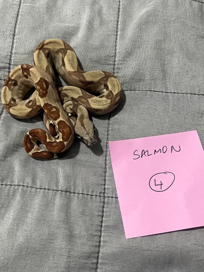Salmon Hypo Boa Male Boa Constrictor by NAMI reptiles