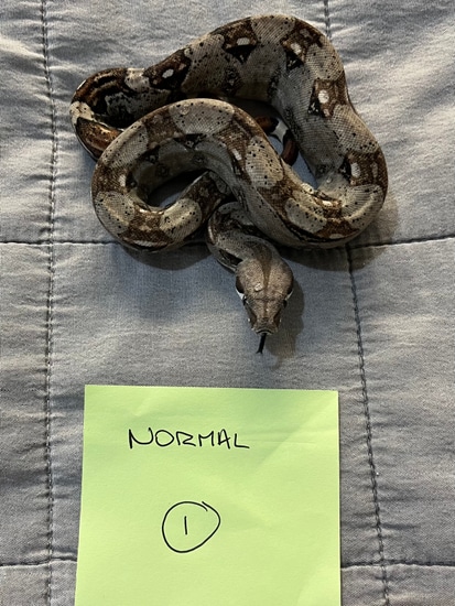 Normal Boa Female Boa Constrictor by NAMI reptiles