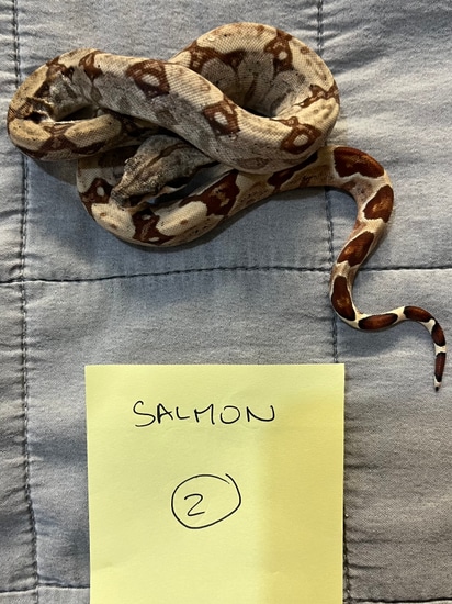 Salmon Hypo Boa Female Boa Constrictor by NAMI reptiles