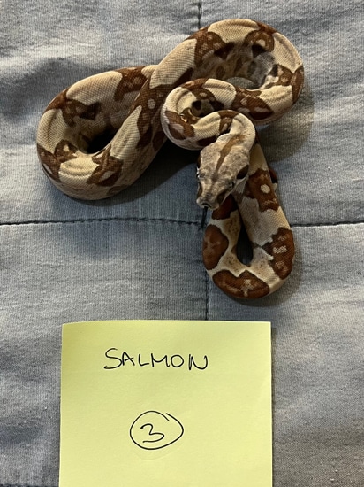 Salmon Hypo Boa Female Boa Constrictor by NAMI reptiles