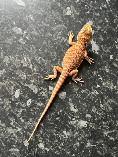 Red Hypo Leather Back Central Bearded Dragon by NAMI reptiles