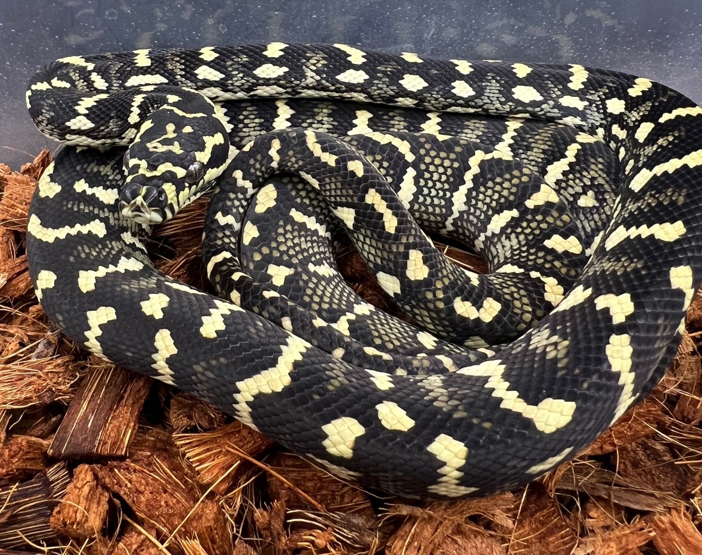DJJ Sibling Male (Gamma Line) Other Carpet Python by @t_Reptilia ...