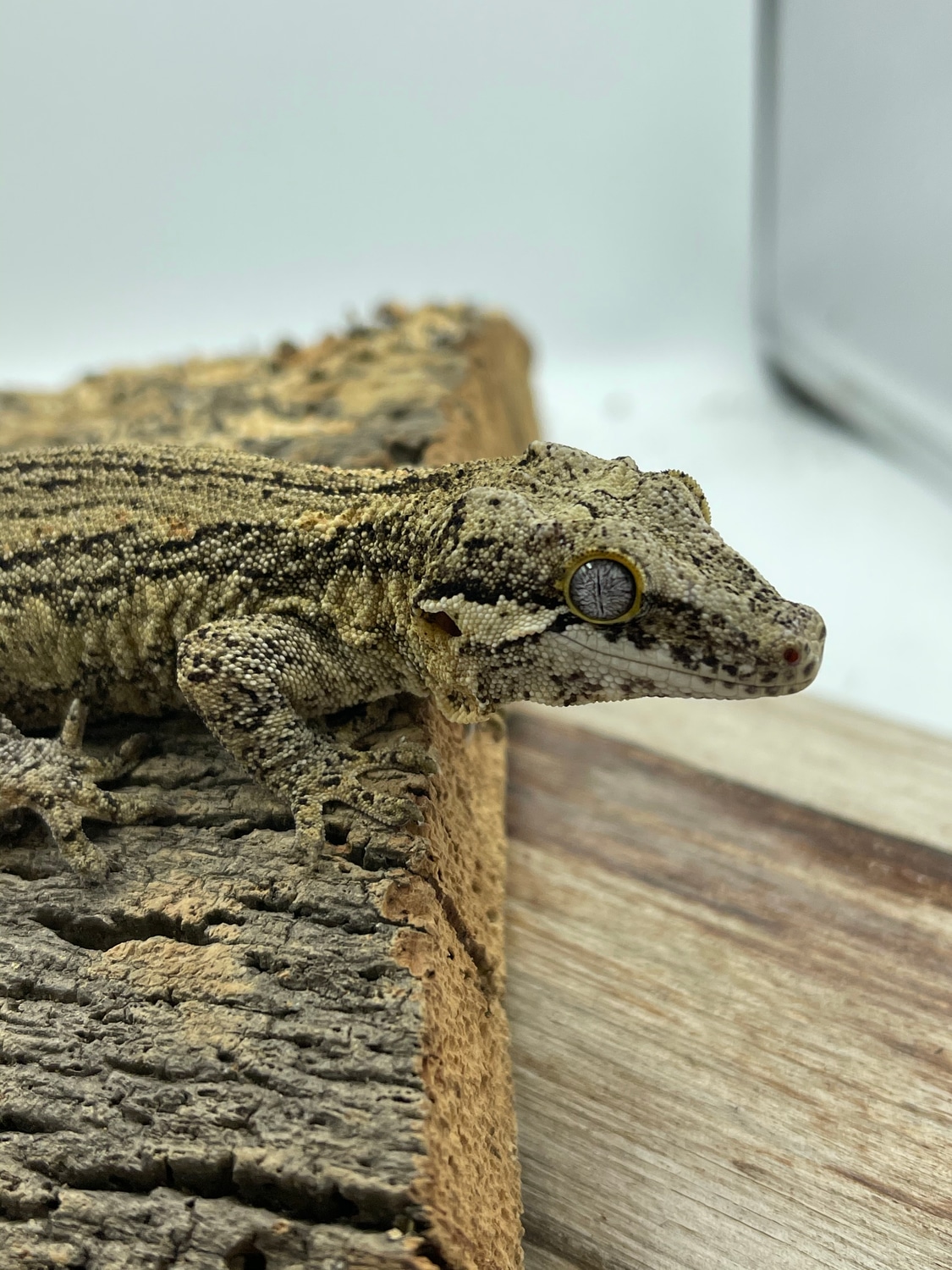 Yellow Base Stripe Gargoyle Gecko by Eclipse exotics - MorphMarket