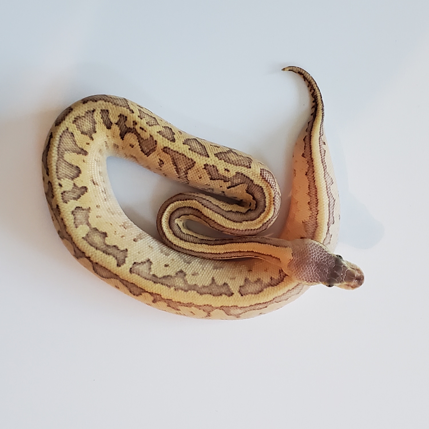Jigsaw Pastel Yellowbelly Het Hypo Ball Python by Paper Street Pythons - MorphMarket