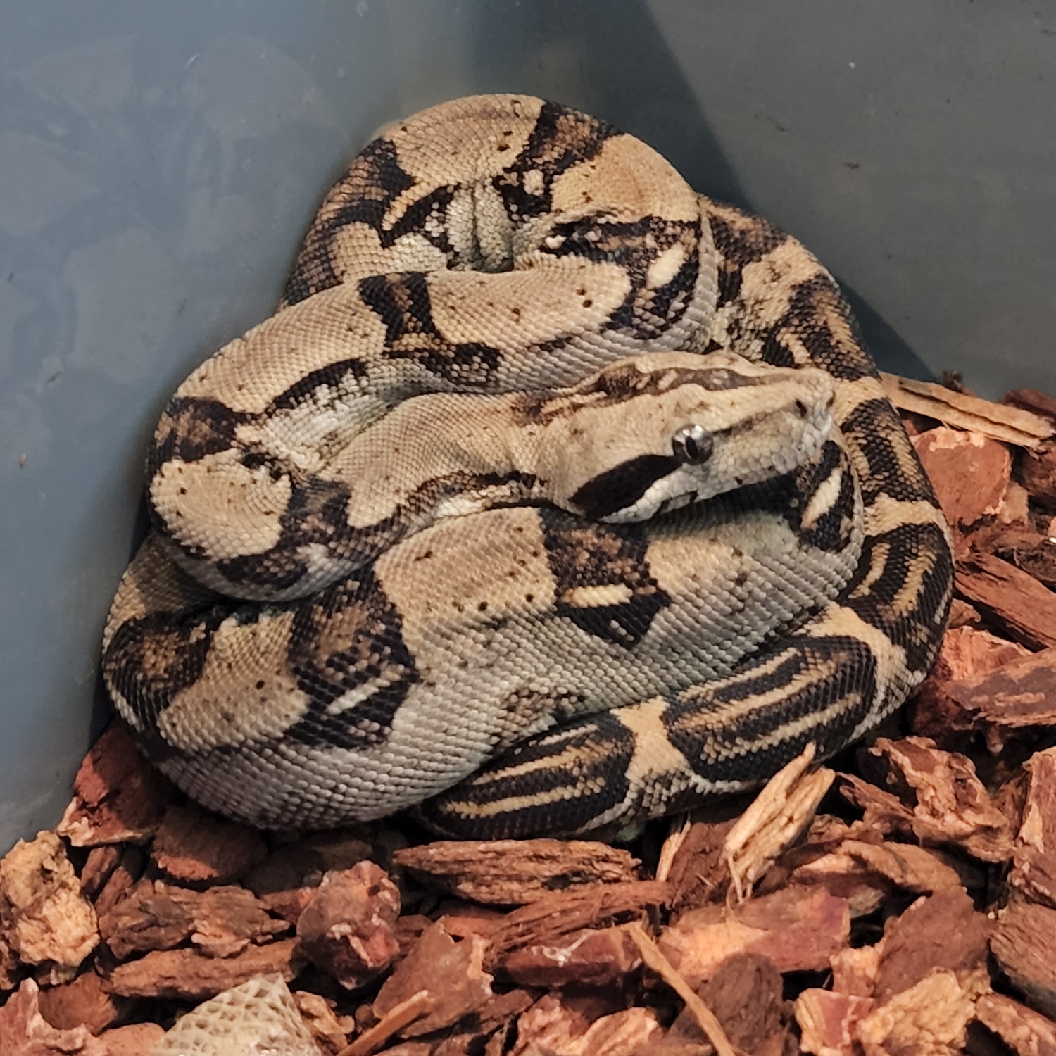 Longicauda Peruvian Long-tailed Boa Constrictor by Paper Street Pythons ...