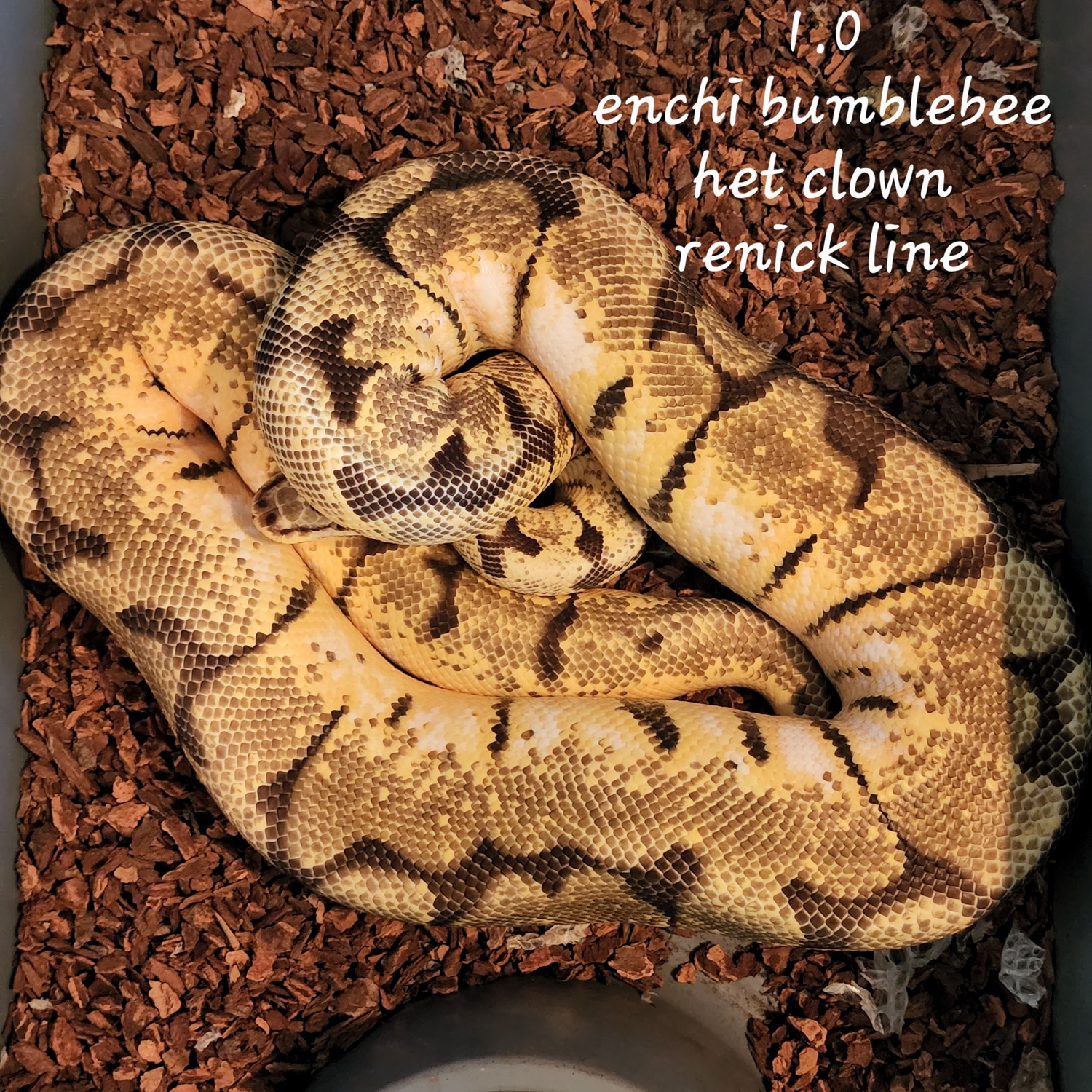Enchi Bumblebee Het Clown Renick Line Ball Python by Paper Street ...