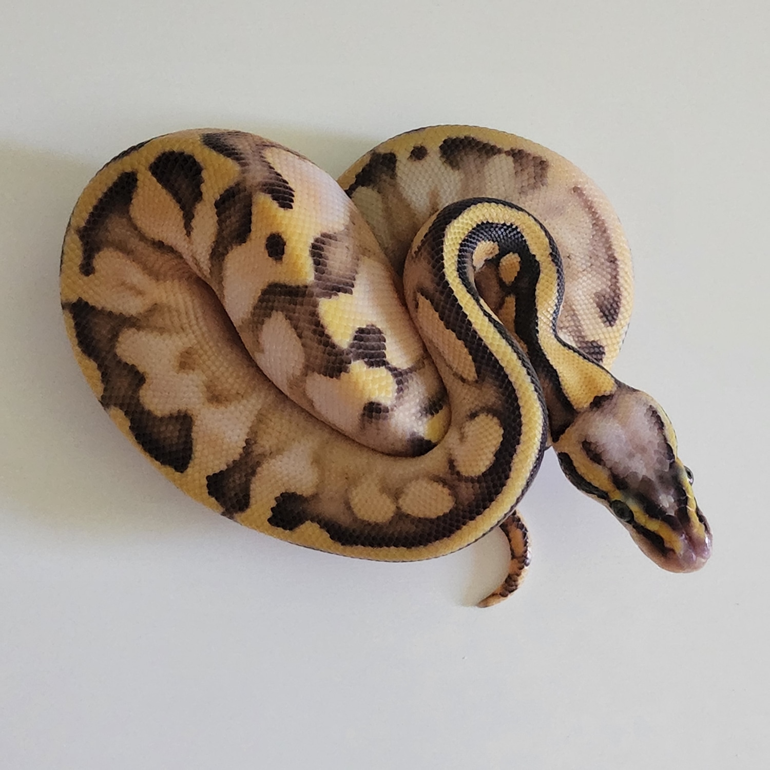 Pastel Sugar Enchi Het Hypo Male 2022 Ball Python by Paper Street ...