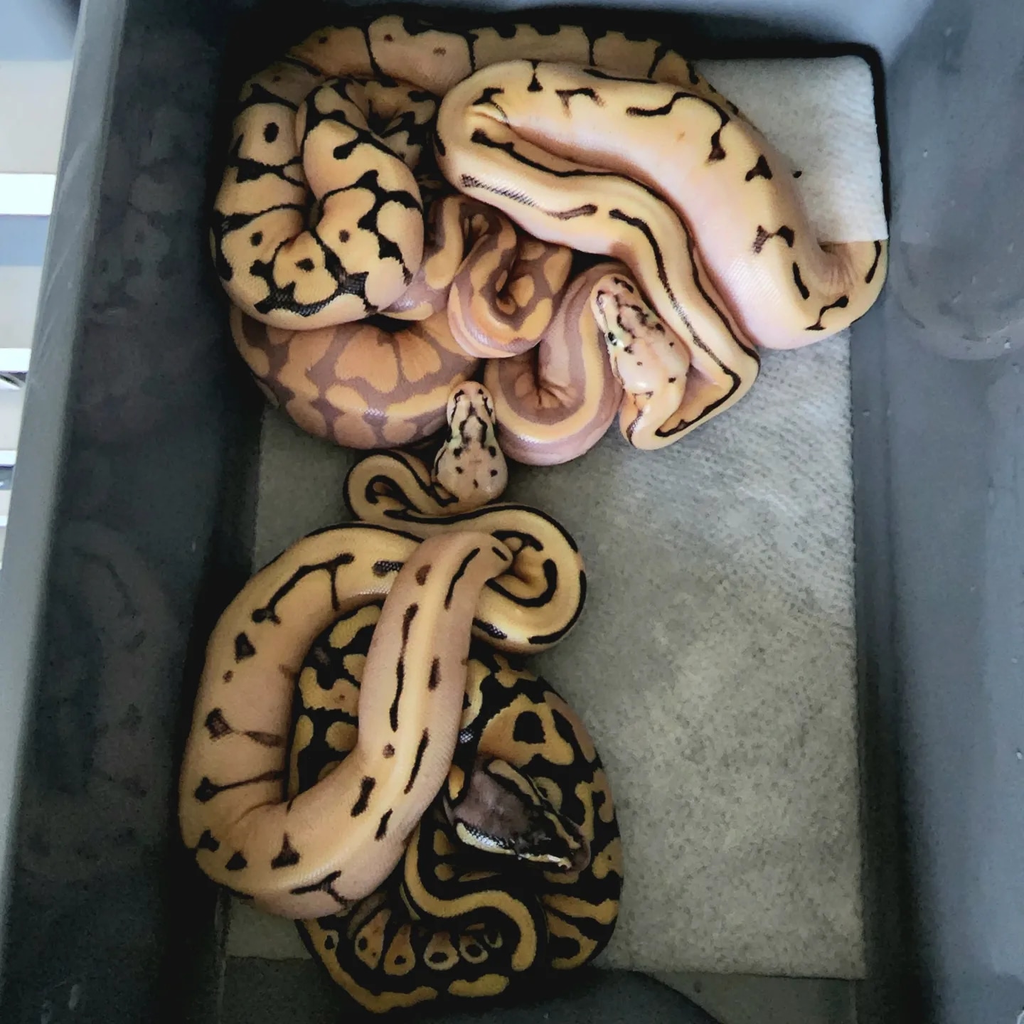 Ball Python Clutch: 2022-2 by Paper Street Pythons - MorphMarket