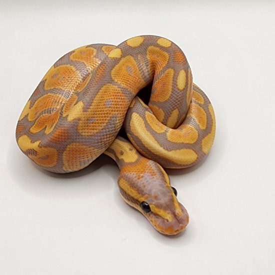 Banana Female Maker Cinnamon 50% Double Het Genetic Stripe Pied Ball ...