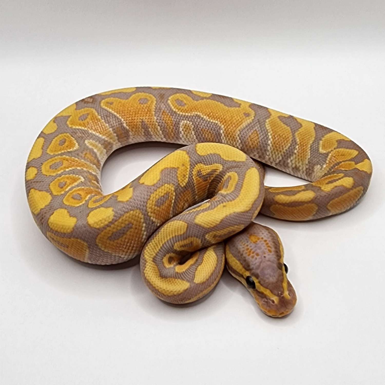 Banana 66% Het Clown 50% Het Genetic Stripe Ball Python by Paper Street ...
