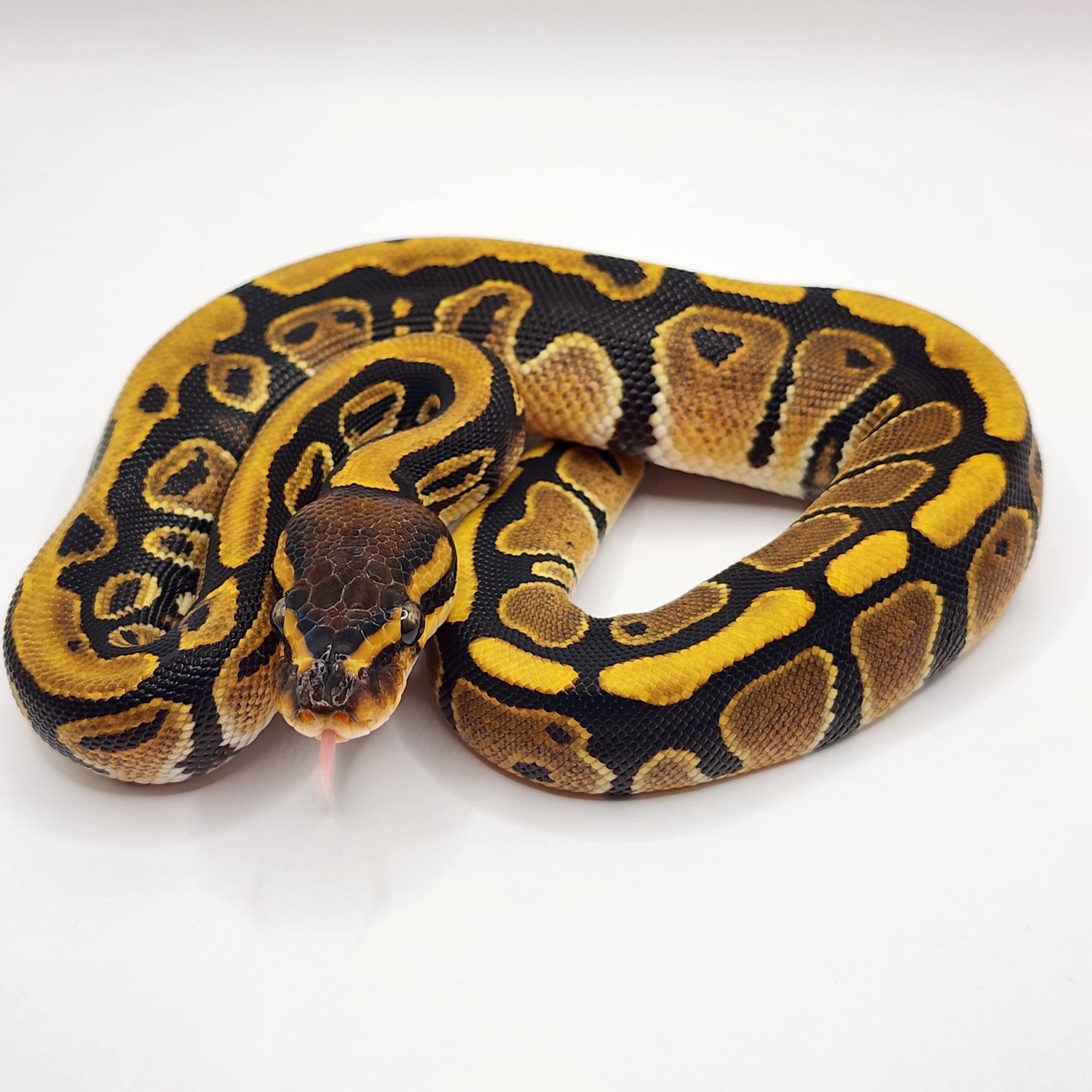 Het Hypo 50% Het Genetic Stripe Female Ball Python by Paper Street ...