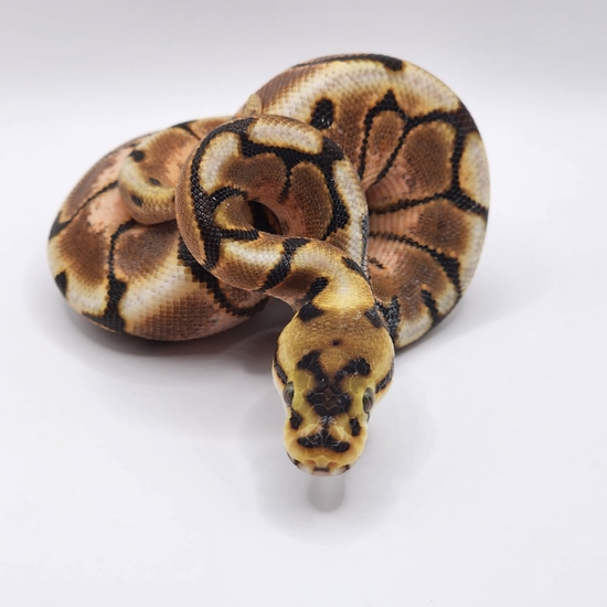 Spider Ball Python by Paper Street Pythons