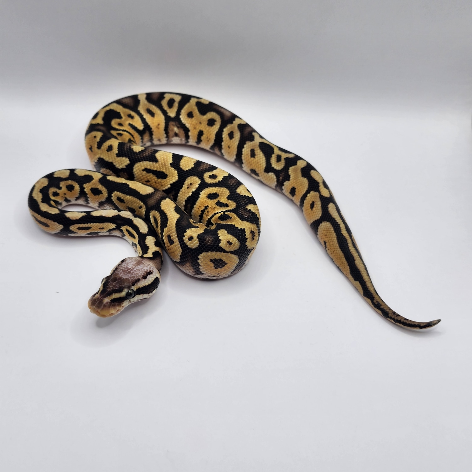 Super Pastel Yellowbelly Het Hypo Ball Python by Paper Street Pythons ...