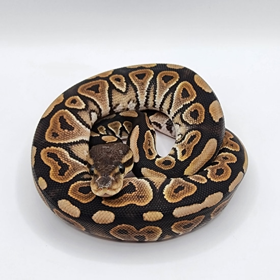 Cinnamon Mojave Het Hypo Ball Python by Paper Street Pythons