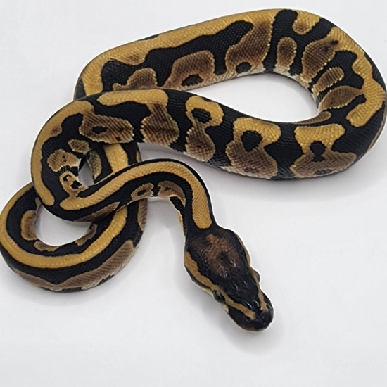 Leopard Pastel Het Hypo Het Genetic Stripe Ball Python by Paper Street ...