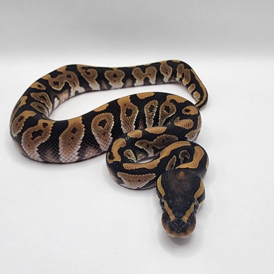 Black Pastel Mojave Ball Python by Paper Street Pythons
